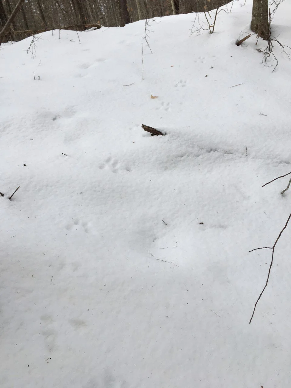 Skunk Tracks In Snow
