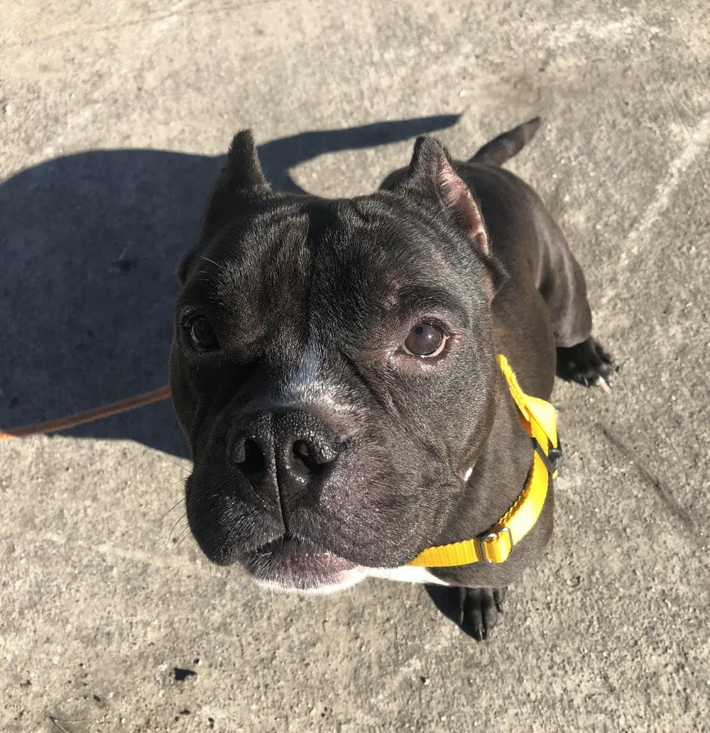 Detroit Dog Training and Behavior - Reward-based trainer who gets the ...