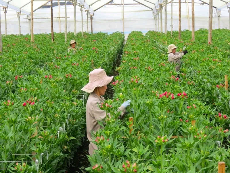 Our Farms — Grupo Andes