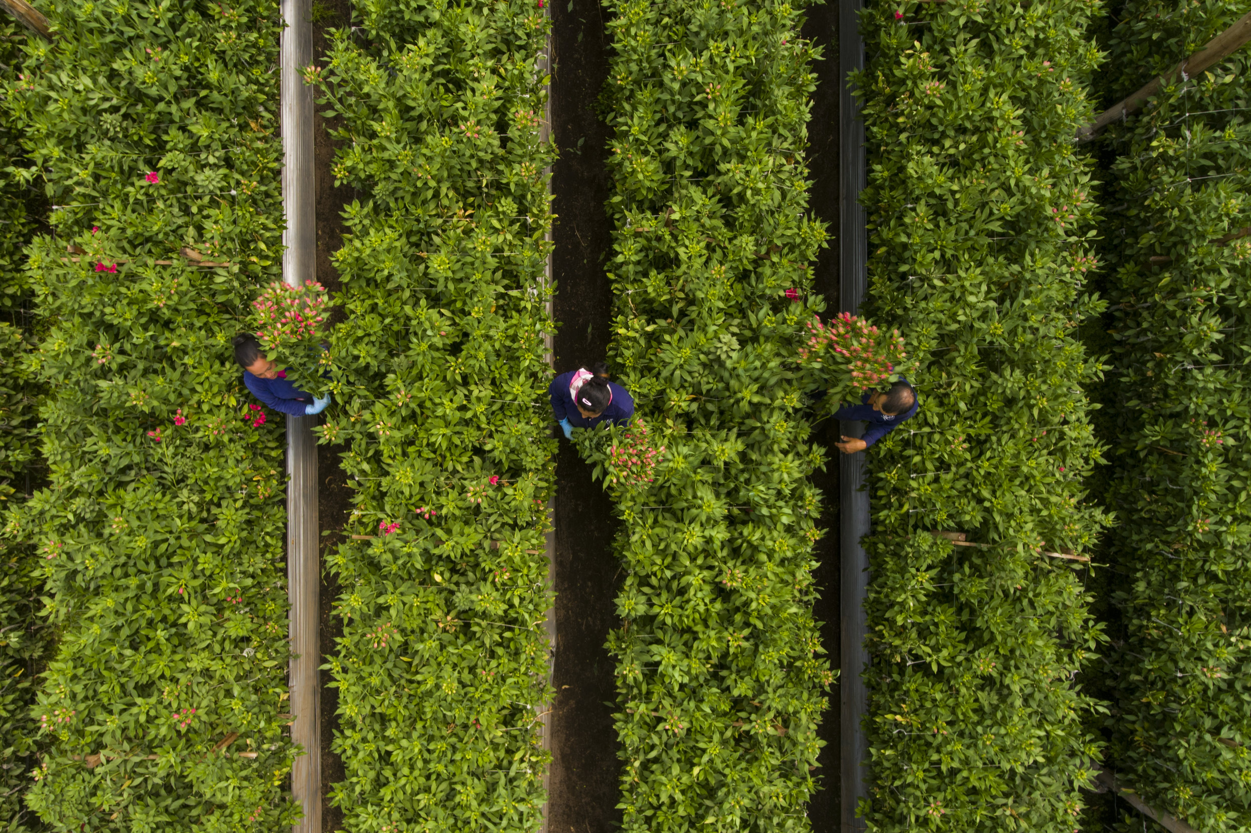 Our Farms — Grupo Andes