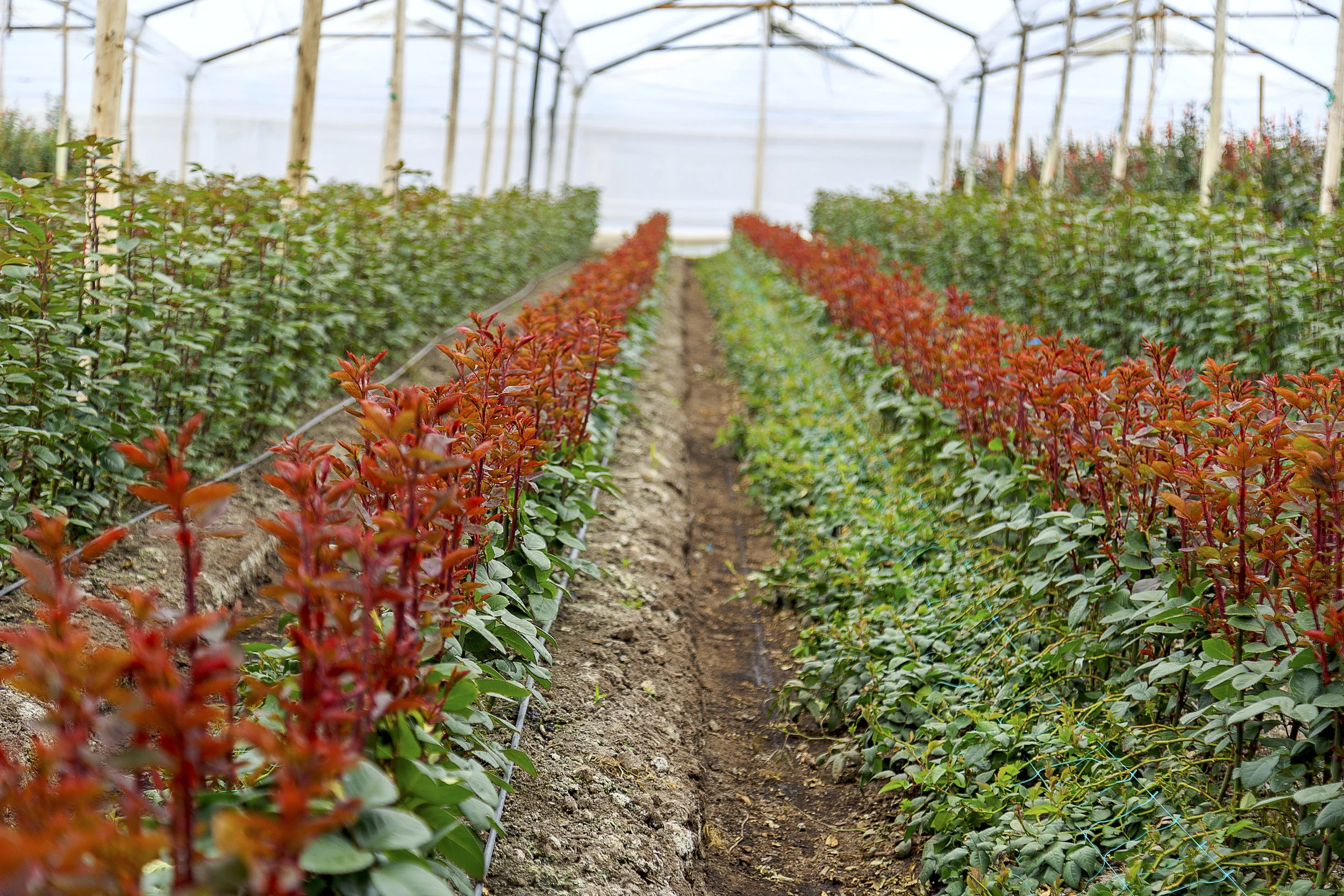 Our Farms — Grupo Andes