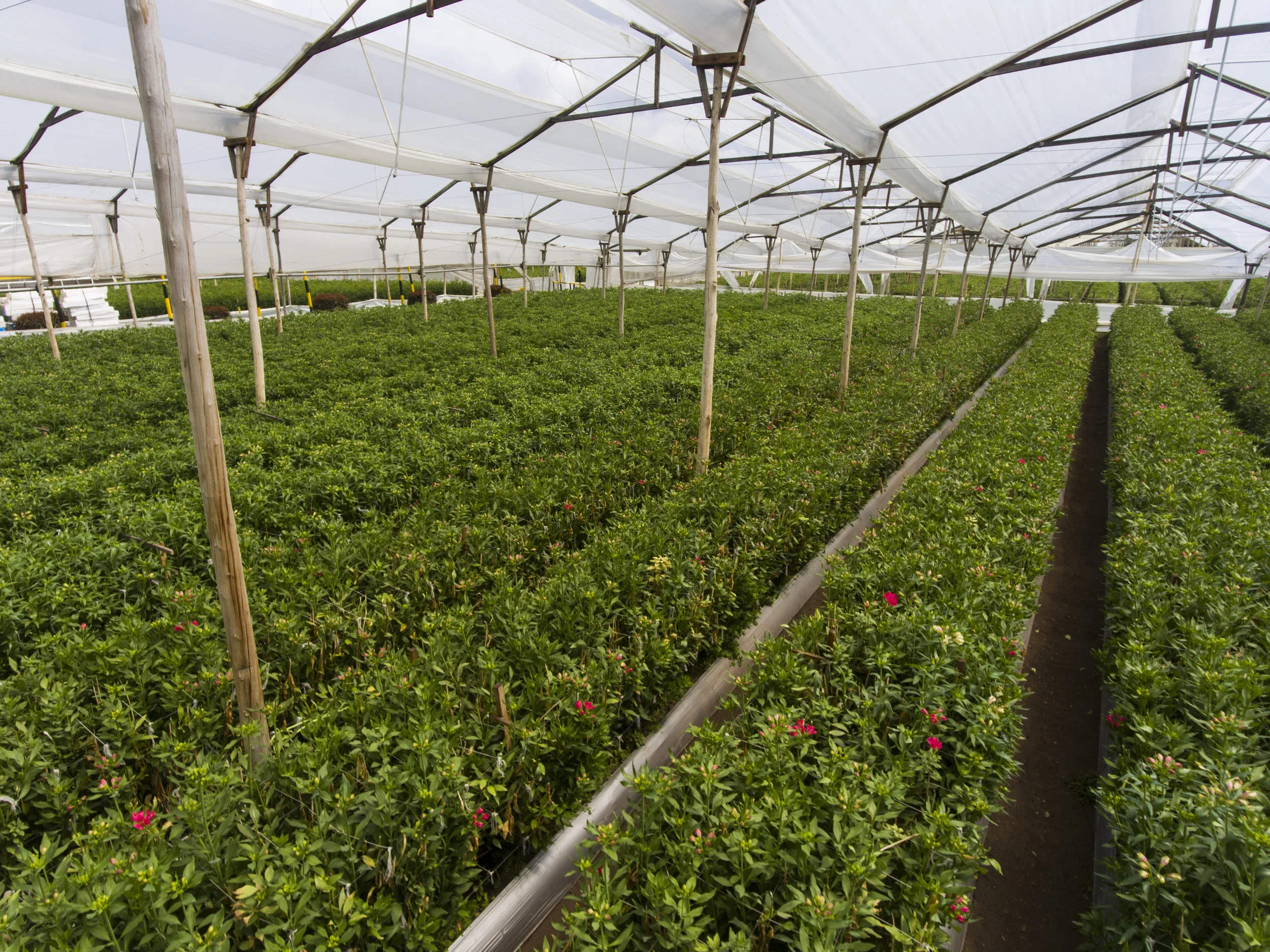 Our Farms — Grupo Andes
