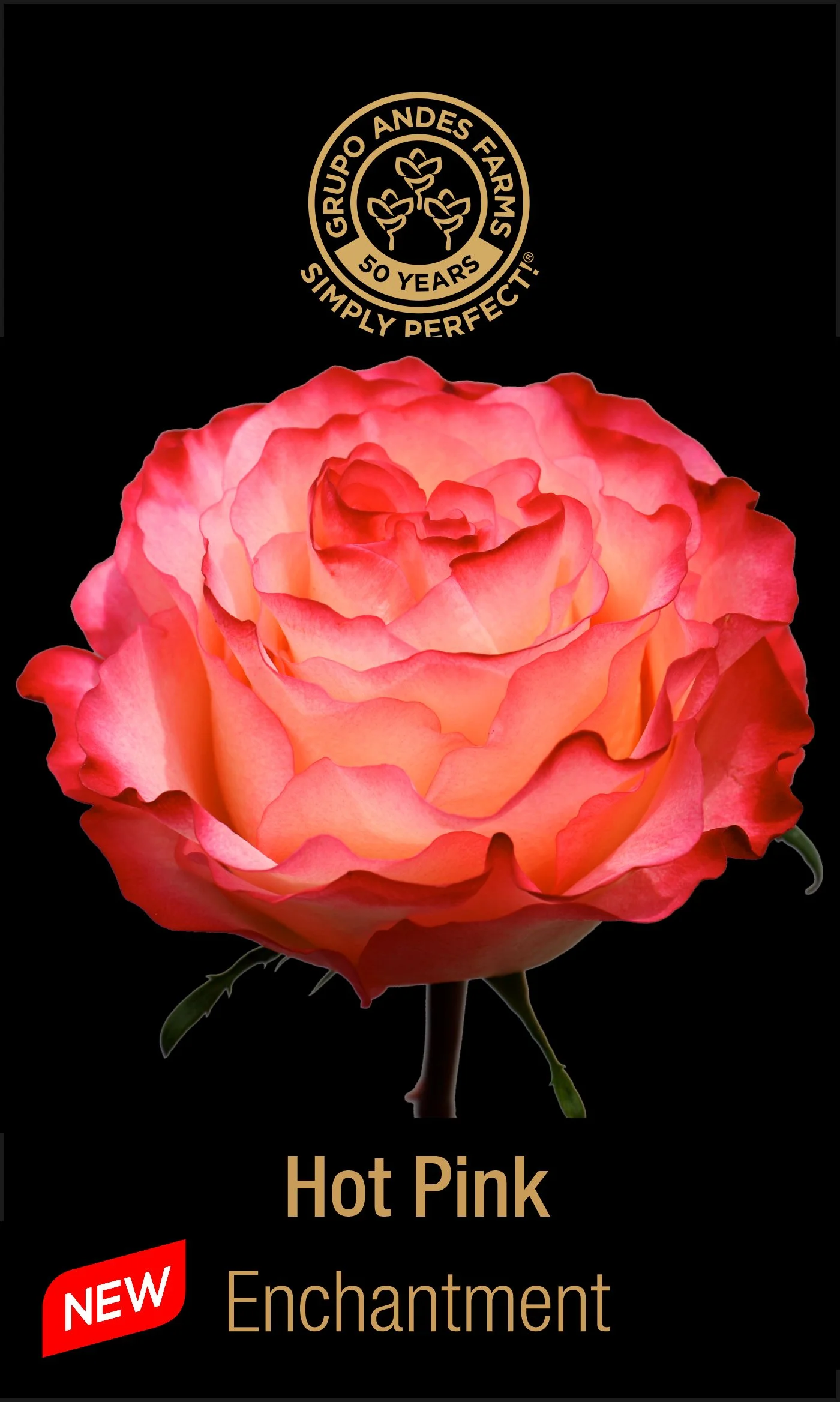 Pink Enchantment Rosa