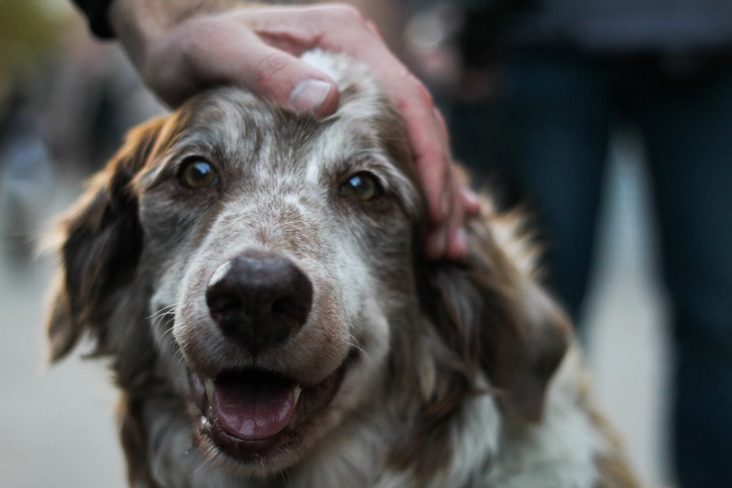 What is Veterinary Social Work? — The Human-Animal Bond Project
