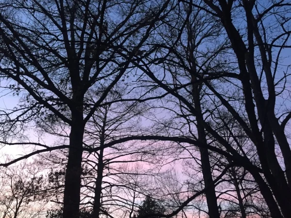 Project Gallery Page — Ernstmann Tree Care