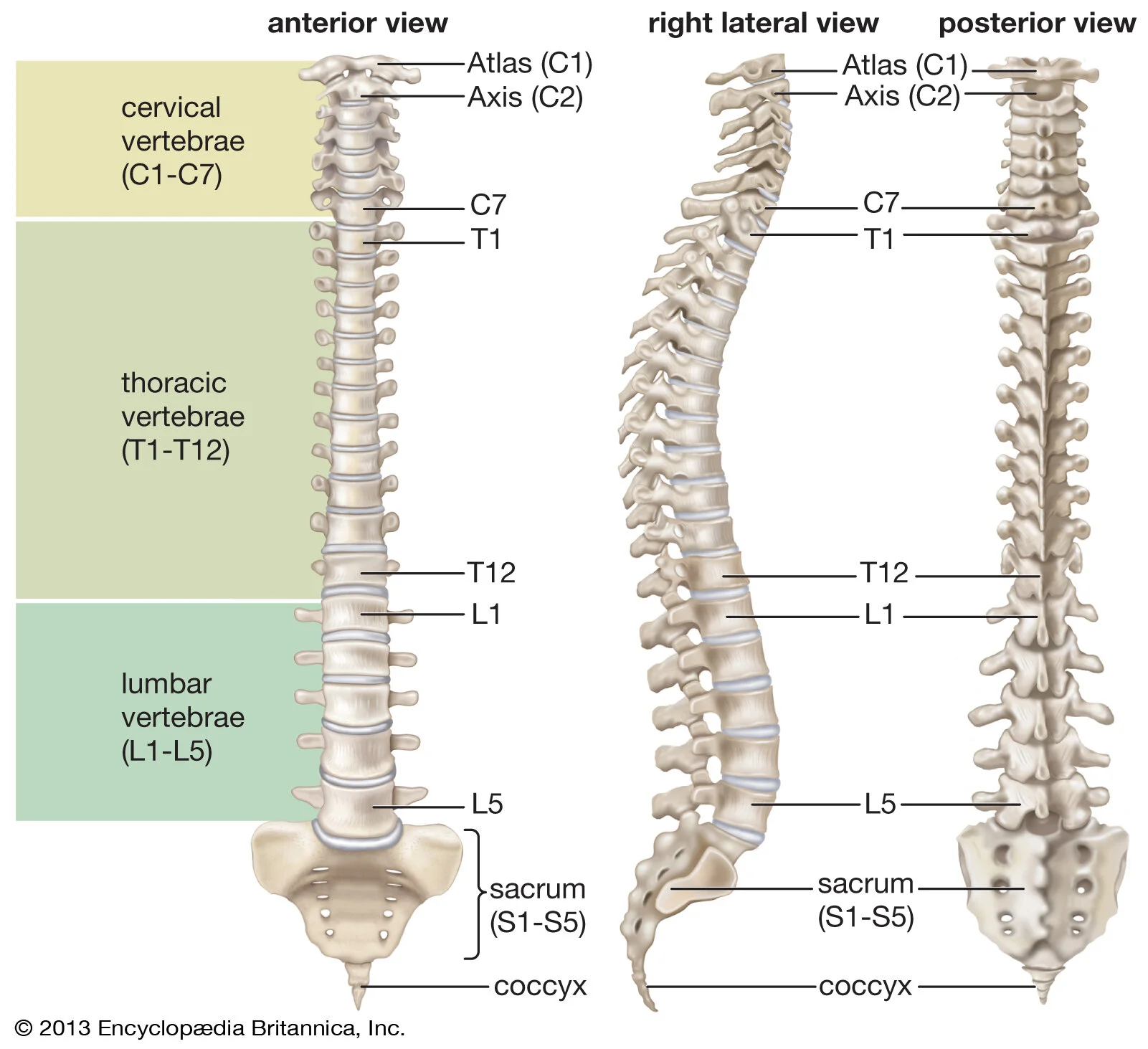 Normal Lumbar Curves Posture CBP Living Well Chiropractic Living Normal Lumbar Curves Posture CBP Living Well Chiropractic Living