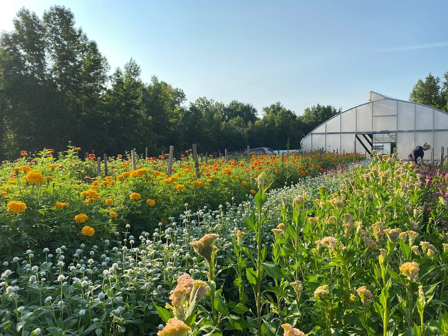Piedmont Wholesale Flowers | Durham, NC