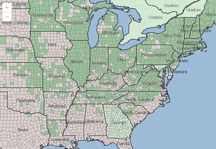 Scirpus atrovirens (Green Bulrush) — Wetland Plants Inc