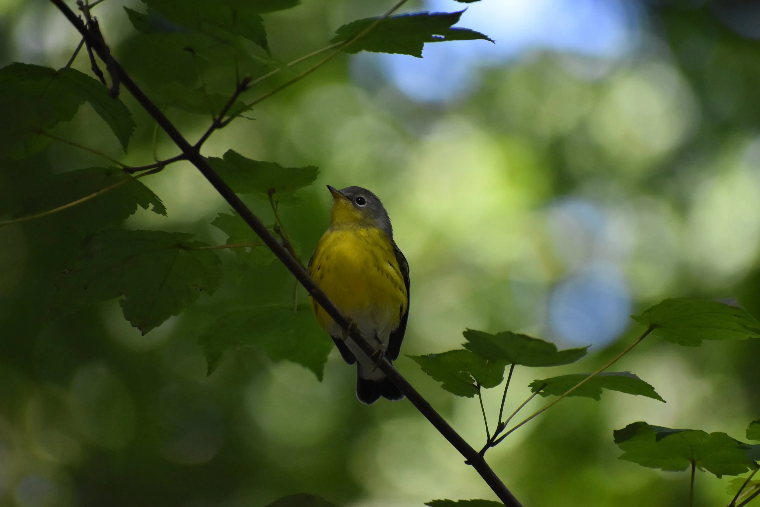 Birdwatching Tips — Exploring Birds
