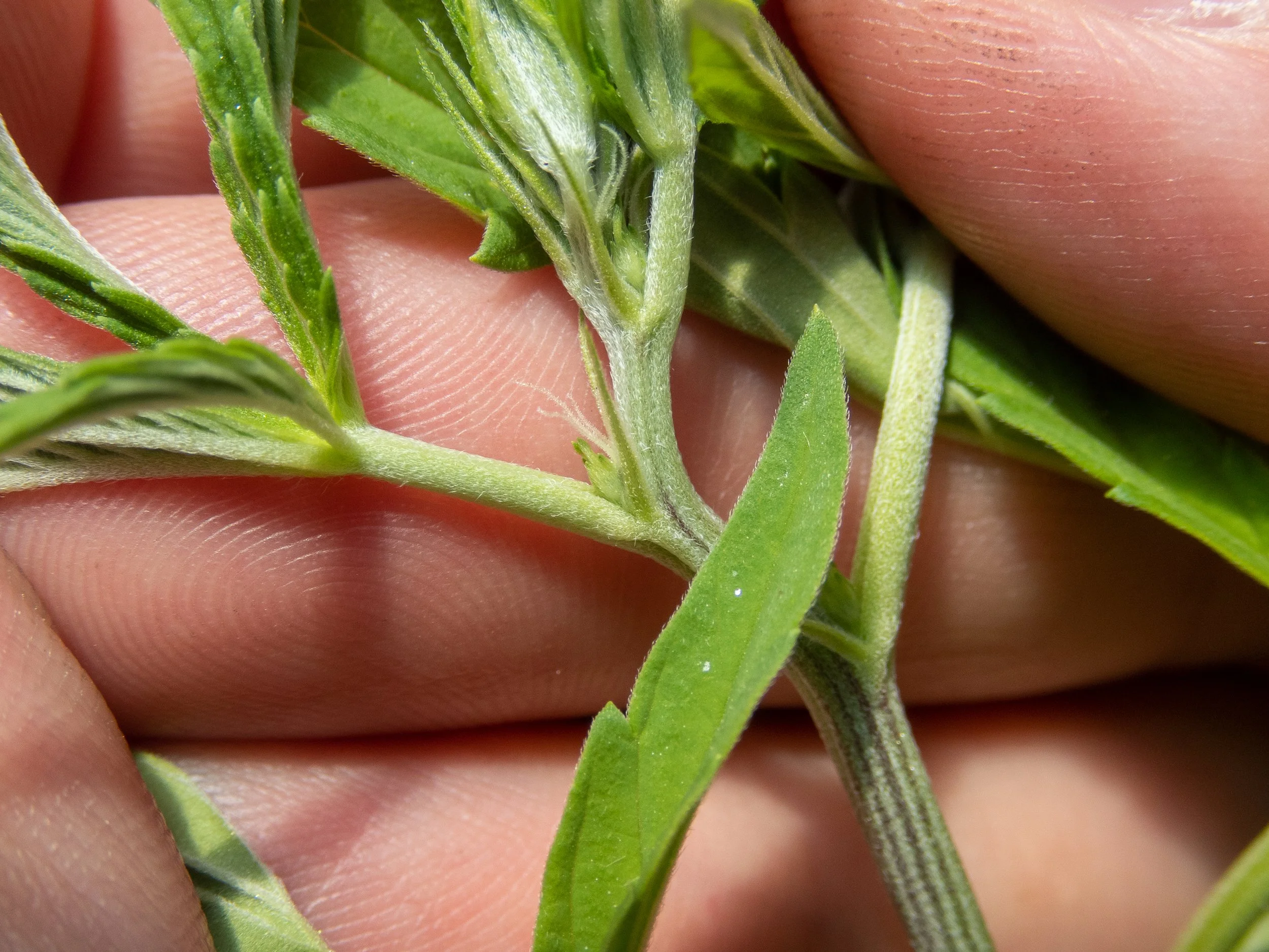 Aster Products — Aster Farms