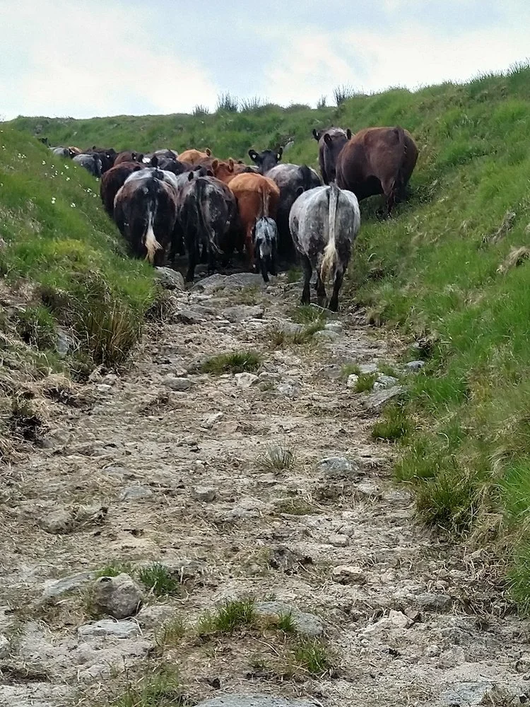 Dartmoor Peat Passes — Dartmoor's Daughter | Explore Dartmoor with our ...