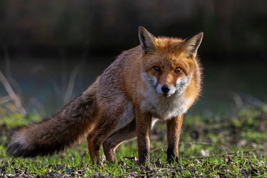 Catch these five little foxes to improve your relationships instantly ...