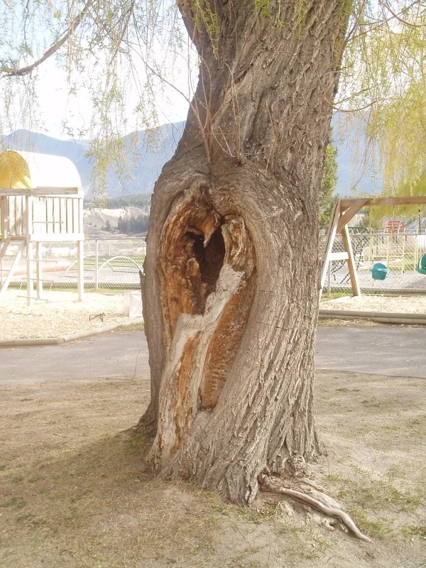 Certified Tree Risk Assessments — Green Leaf Tree Services Ltd