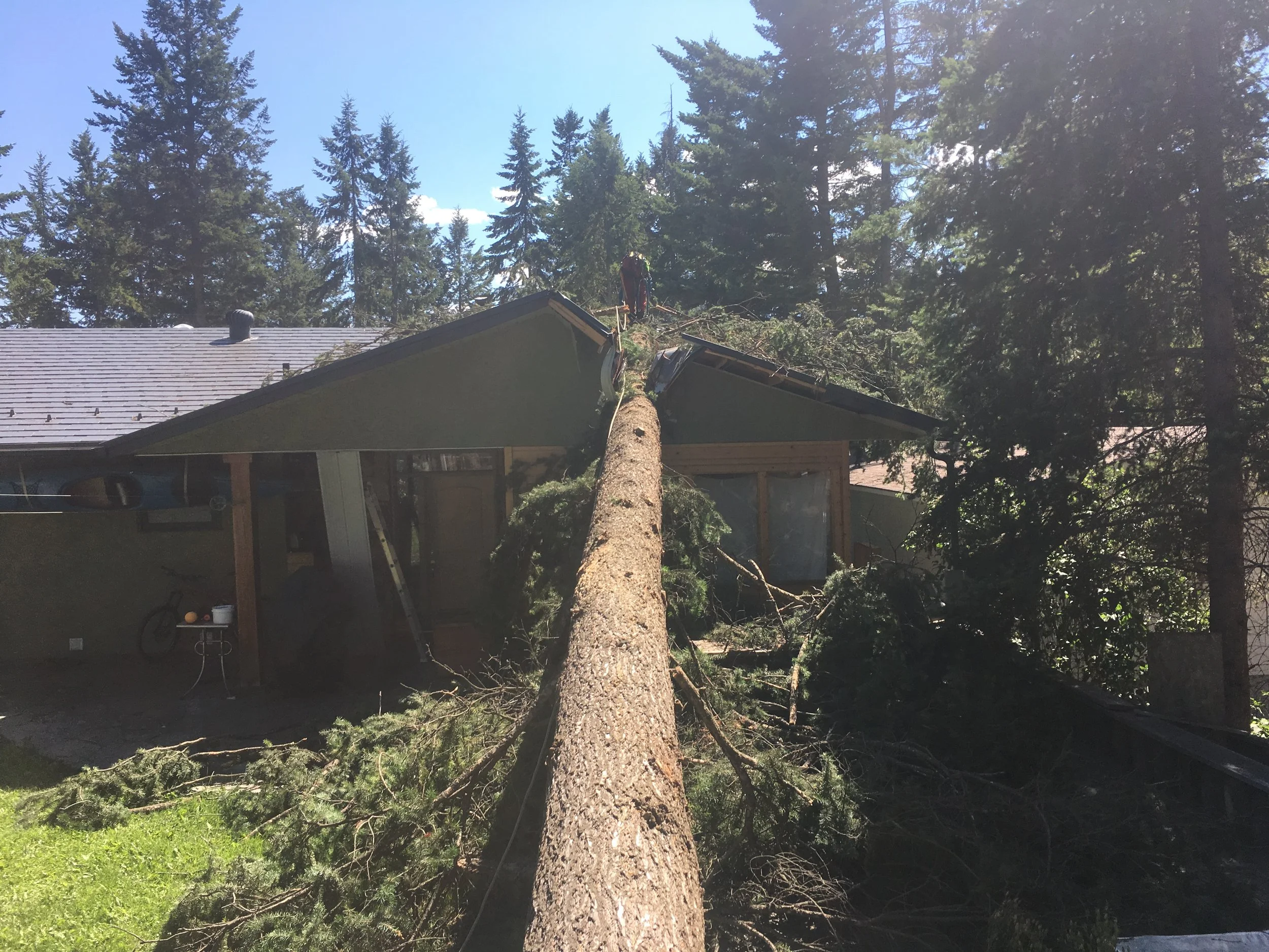 Certified Tree Risk Assessments — Green Leaf Tree Services Ltd