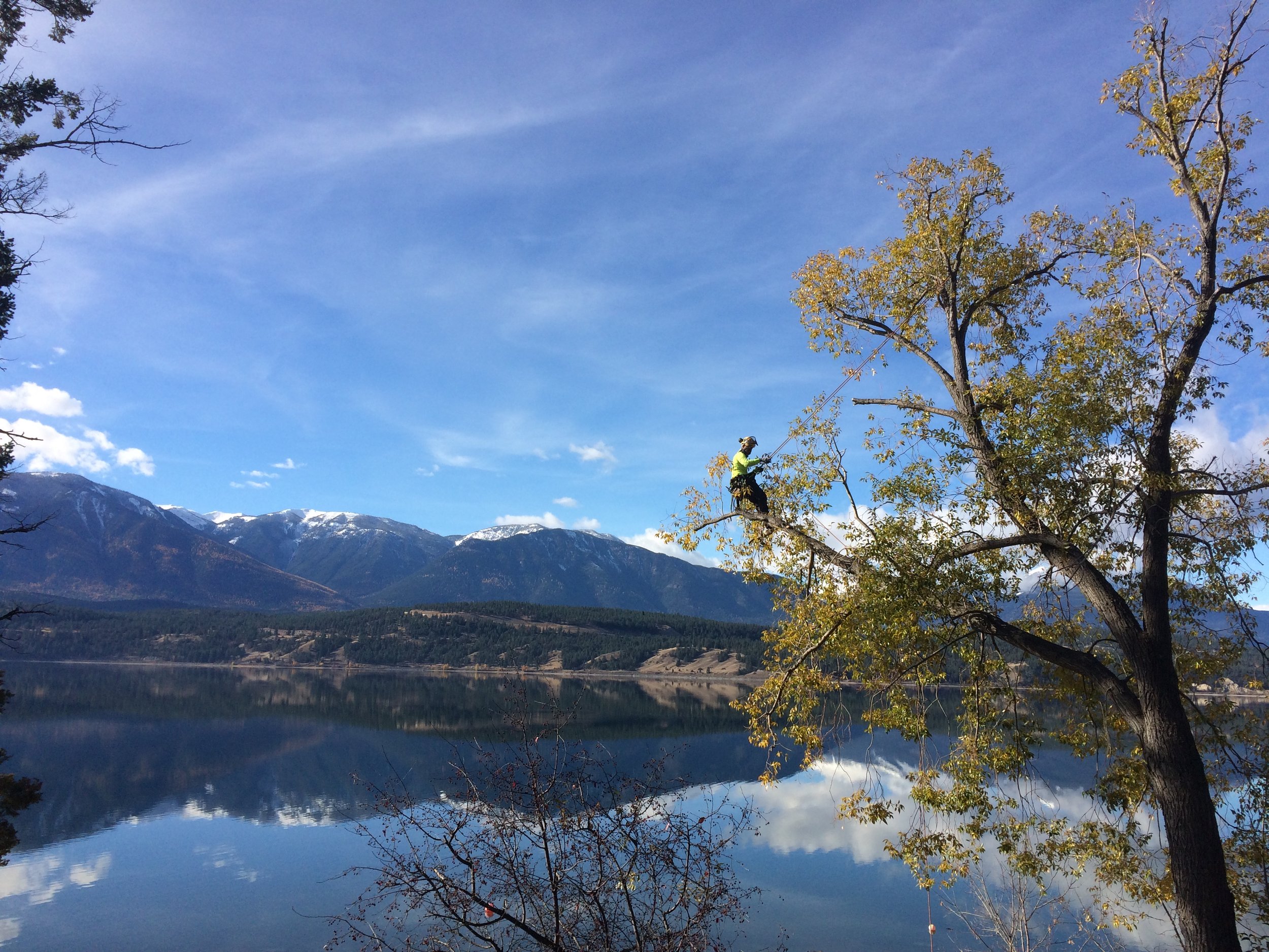 Green Leaf Tree Services Ltd — Tree Services and Tree Care in Golden ...