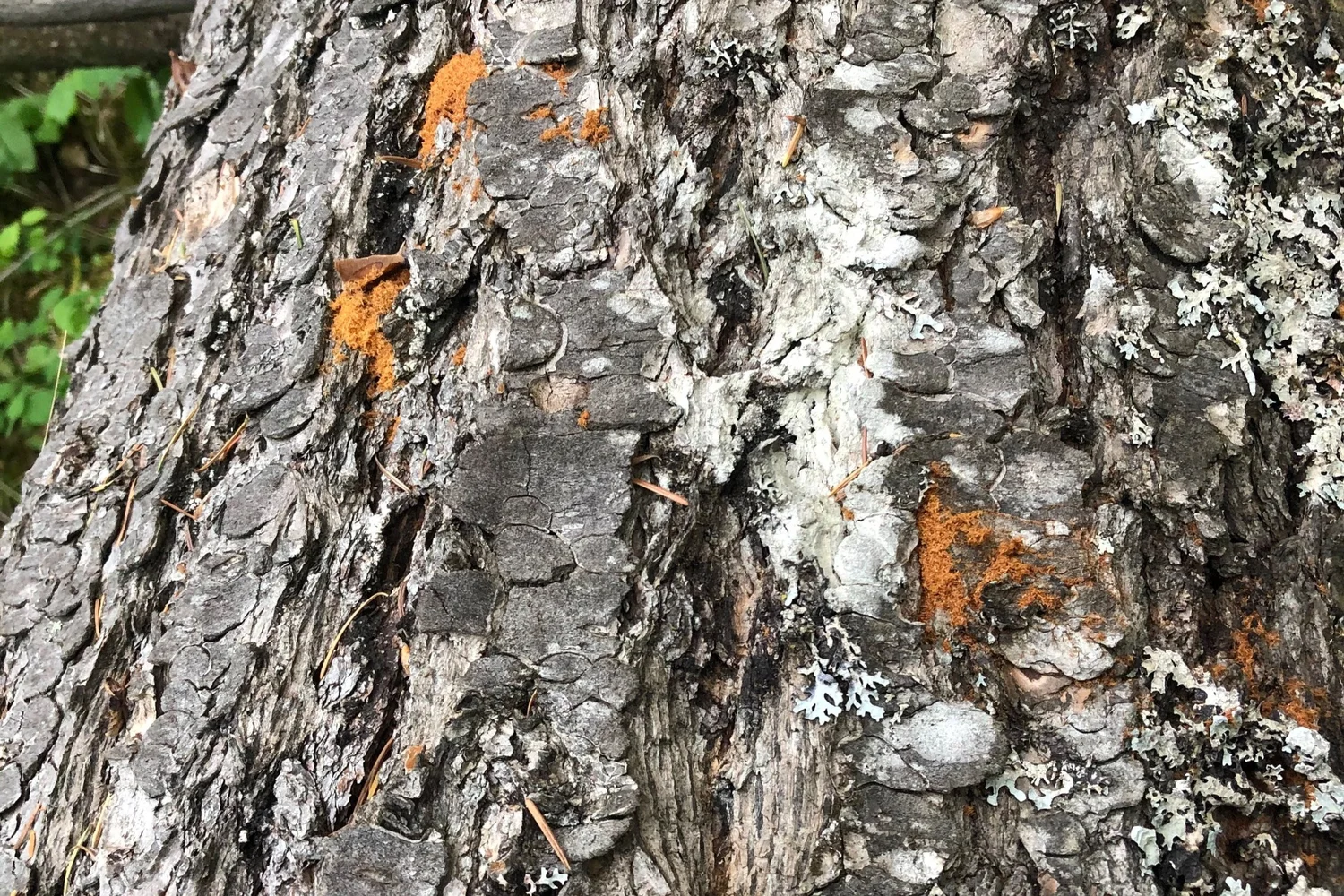 Douglas Fir Bark Beetle Management — Green Leaf Tree Services Ltd