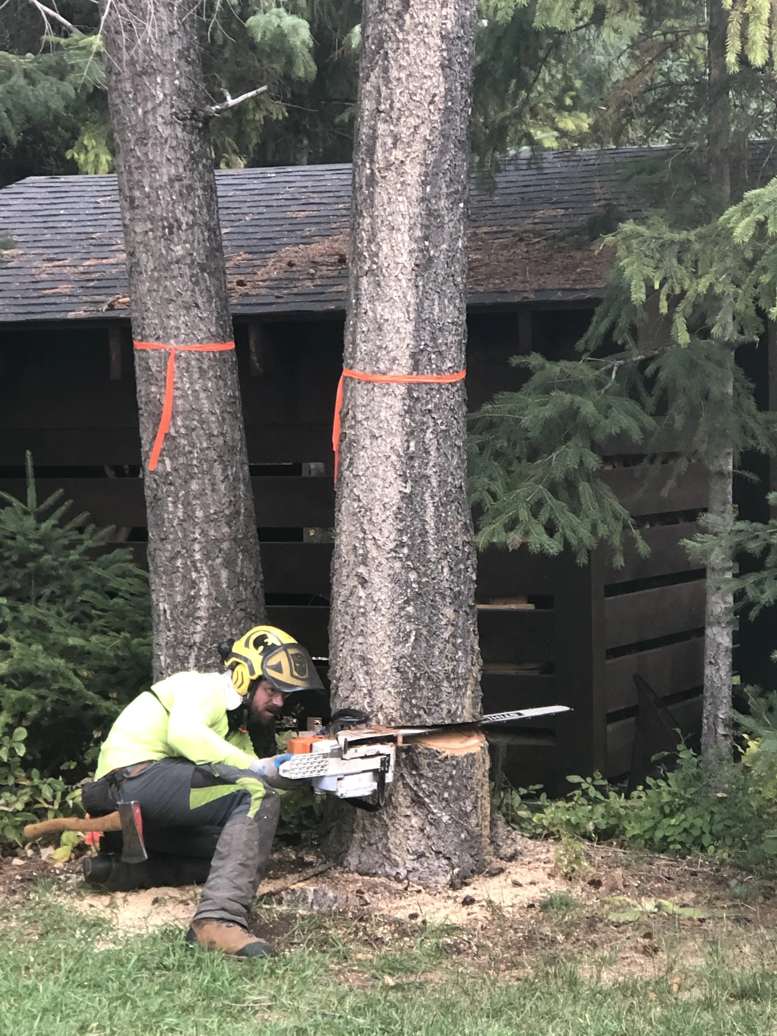 Certified Tree Falling — Green Leaf Tree Services Ltd