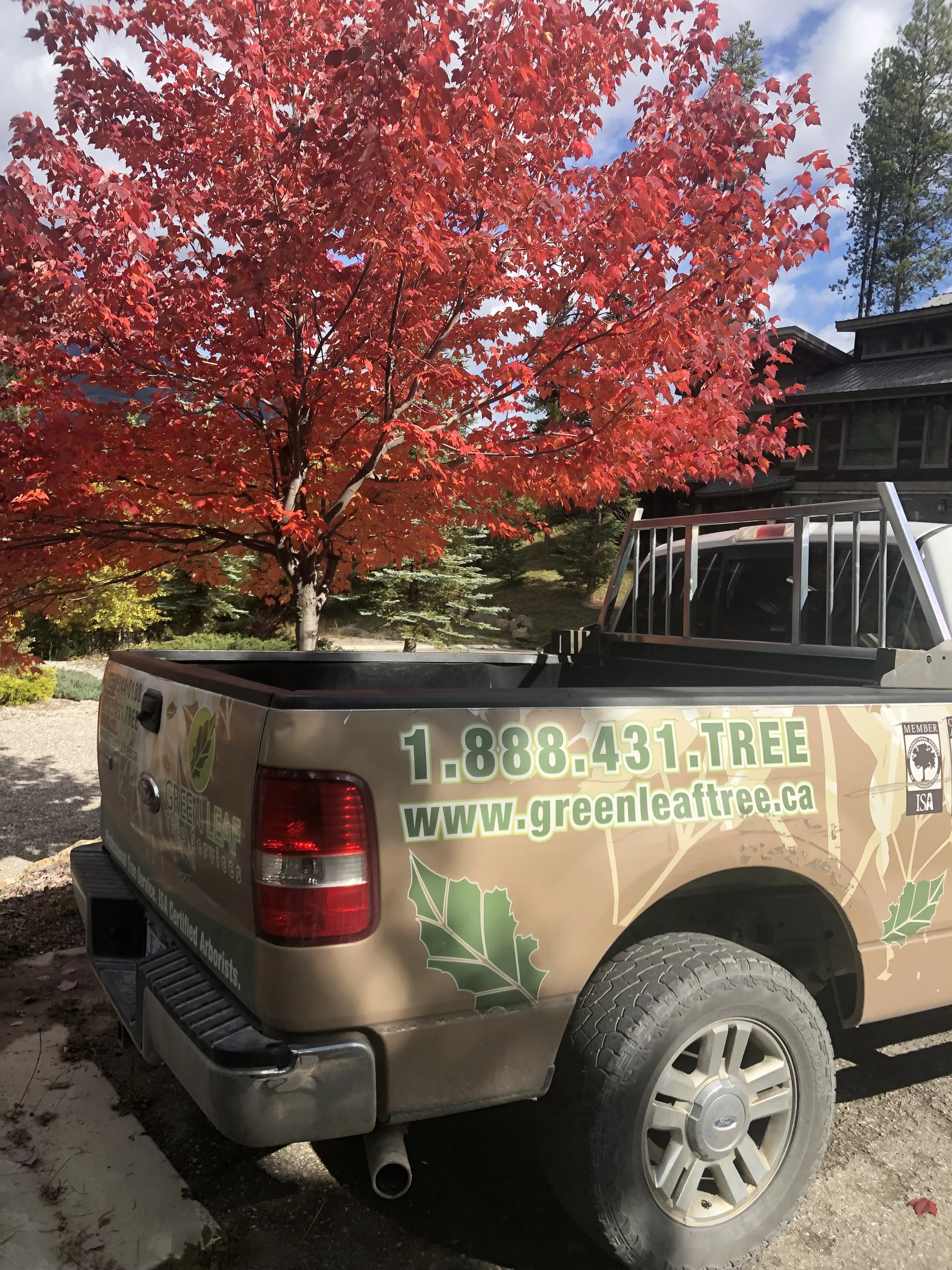 Prepare Trees for Autumn- Invermere BC + Golden BC — Green Leaf Tree ...