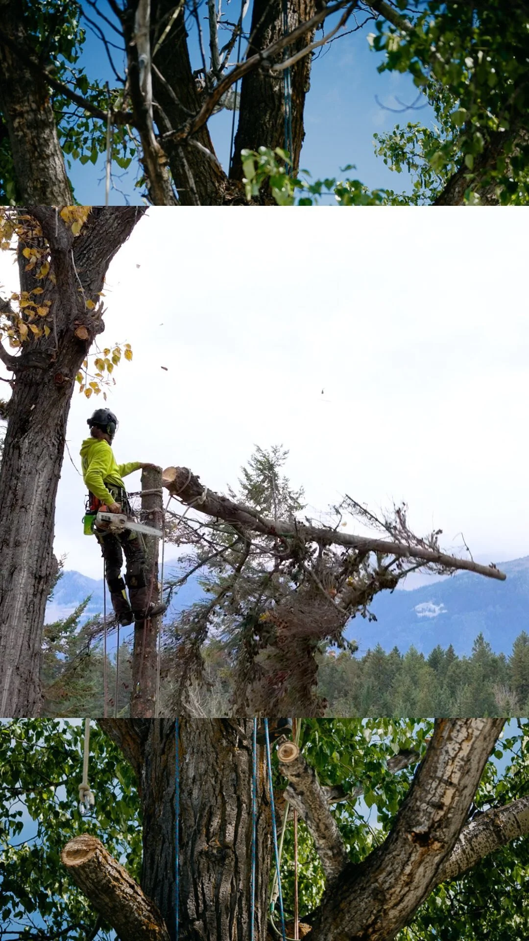 Green Leaf Tree Services Ltd — Tree Services and Tree Care in Golden ...
