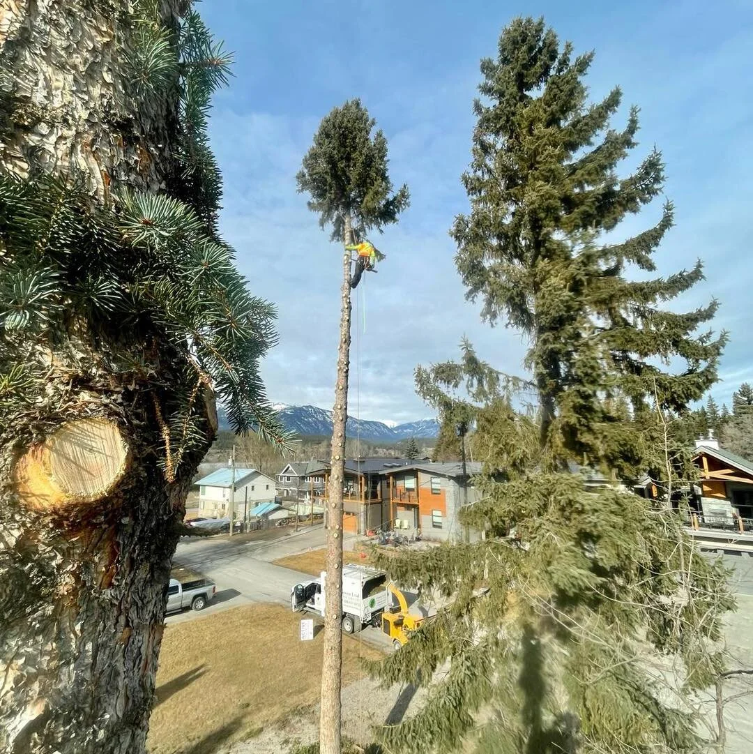 Green Leaf Tree Services Ltd — Tree Services and Tree Care in Golden ...