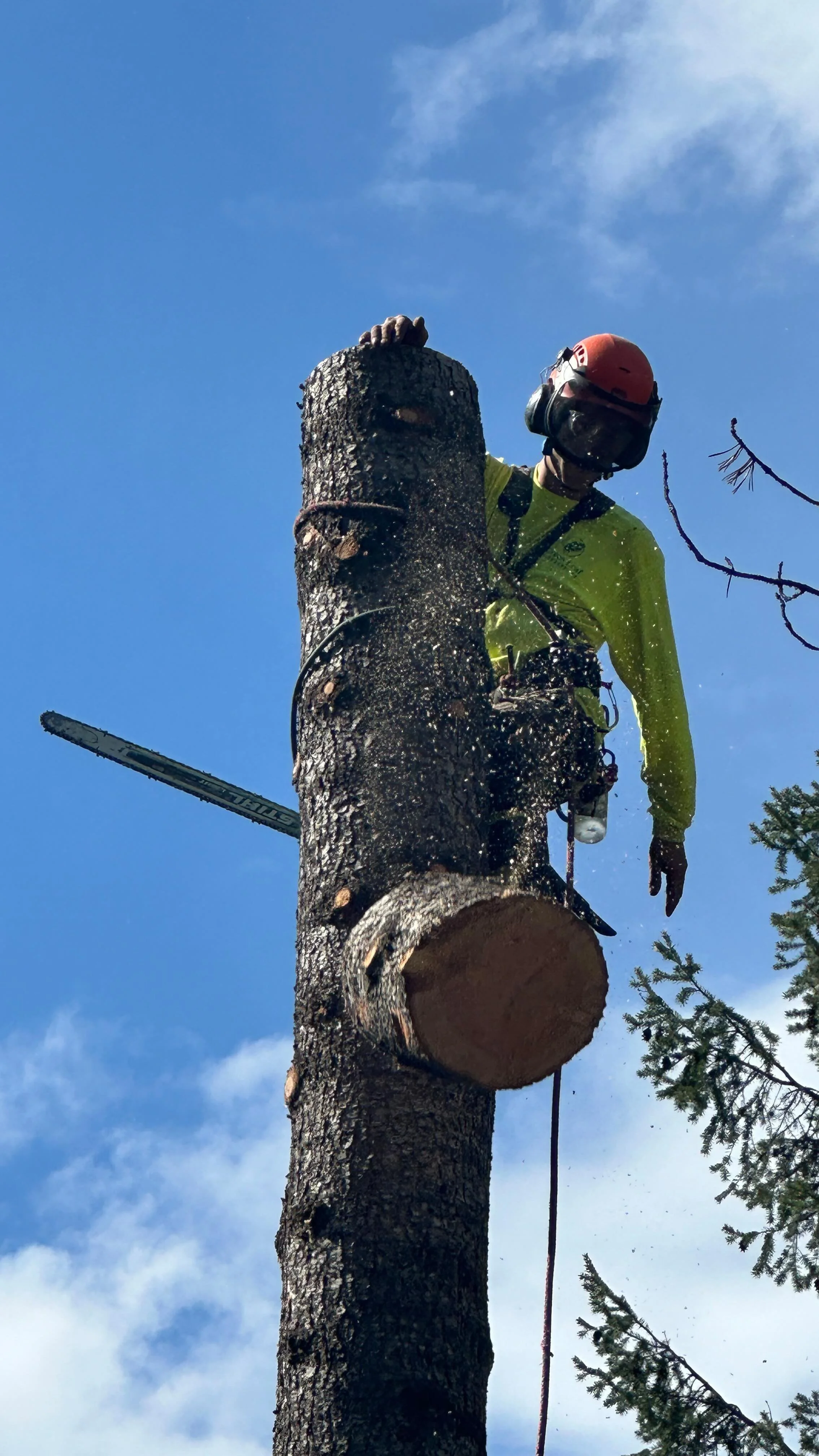 Certified Tree Risk Assessments — Green Leaf Tree Services Ltd