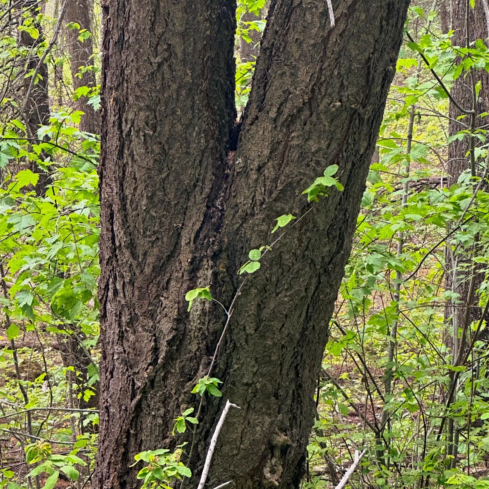 Certified Tree Risk Assessments — Green Leaf Tree Services Ltd