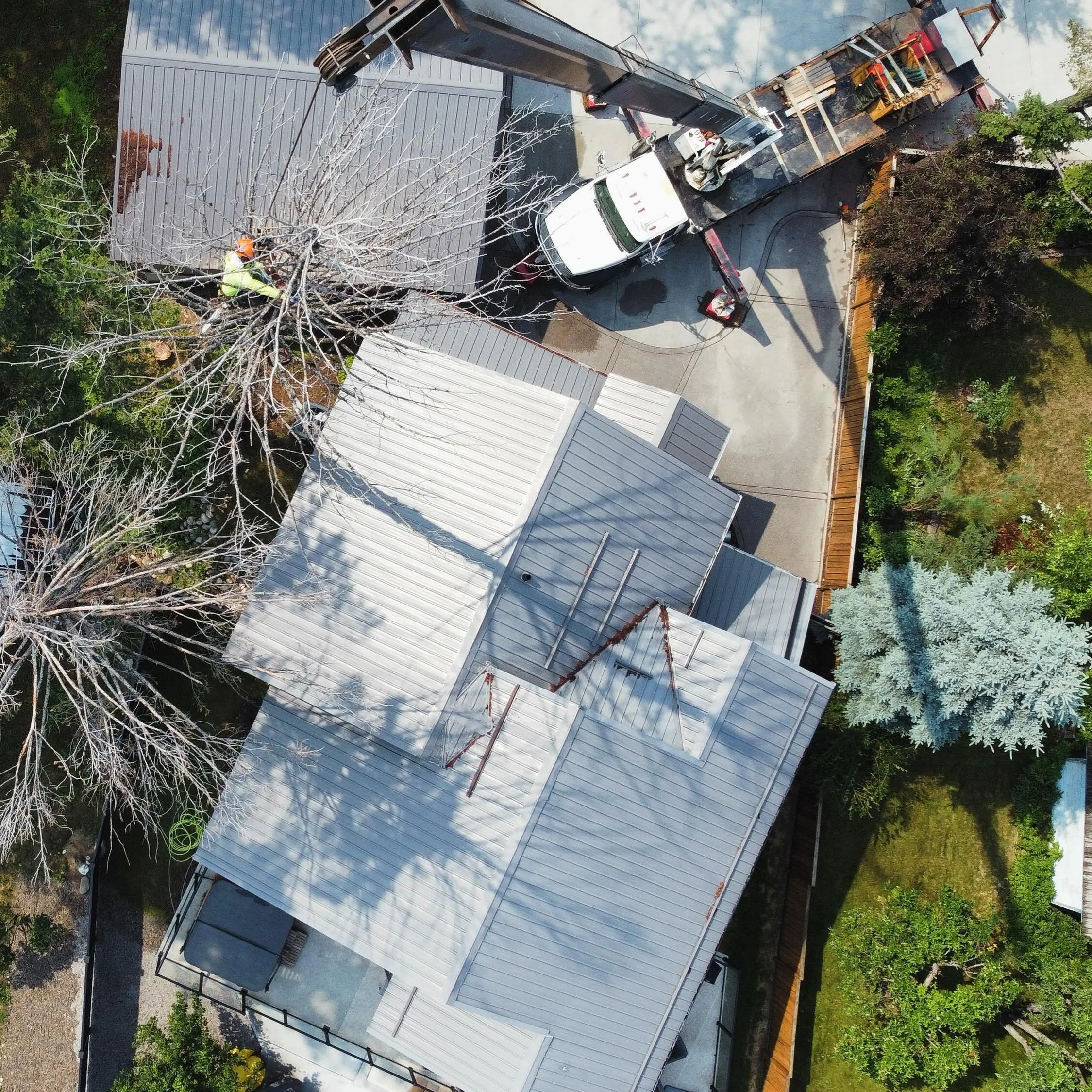 Certified Tree Risk Assessments — Green Leaf Tree Services Ltd