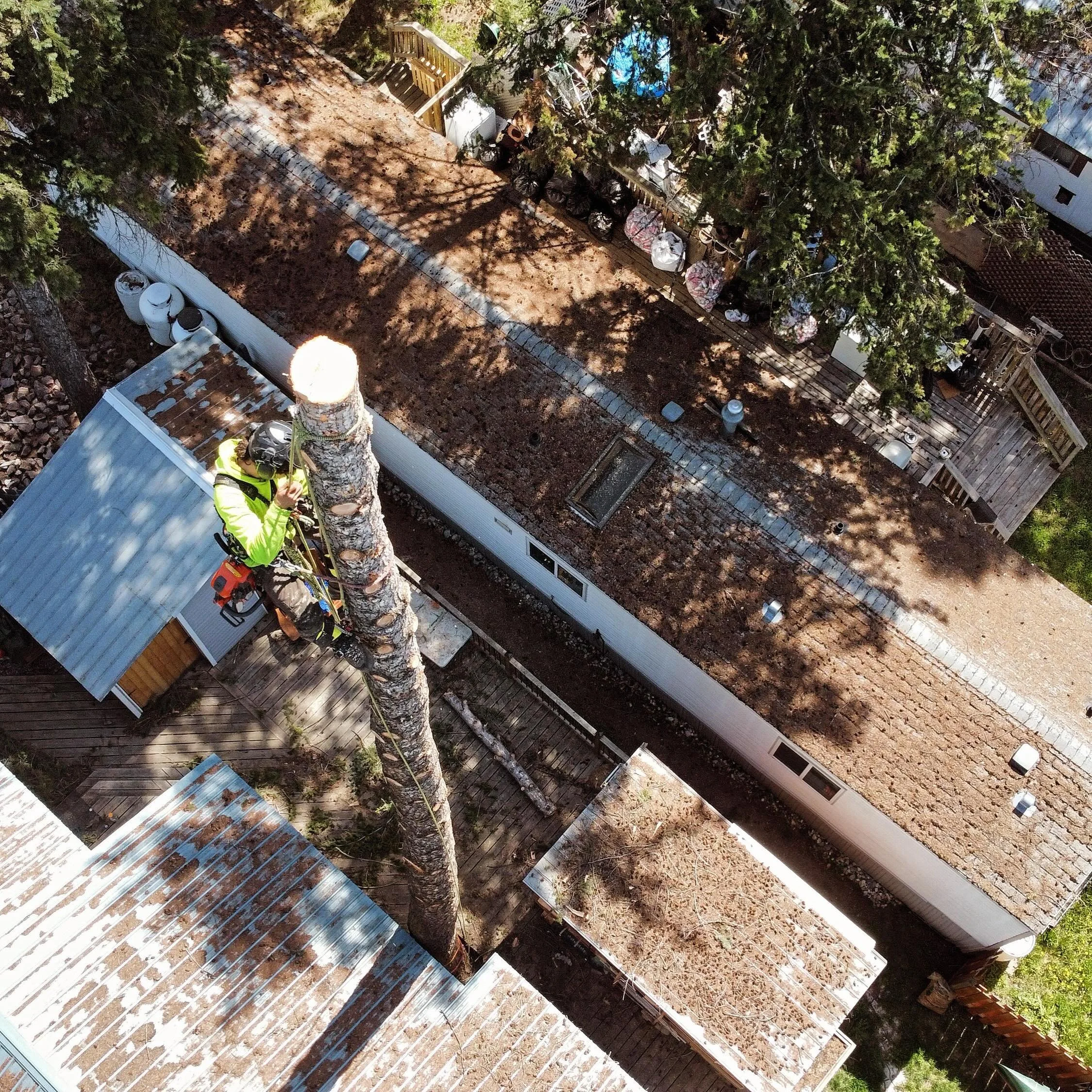 Certified Tree Risk Assessments — Green Leaf Tree Services Ltd