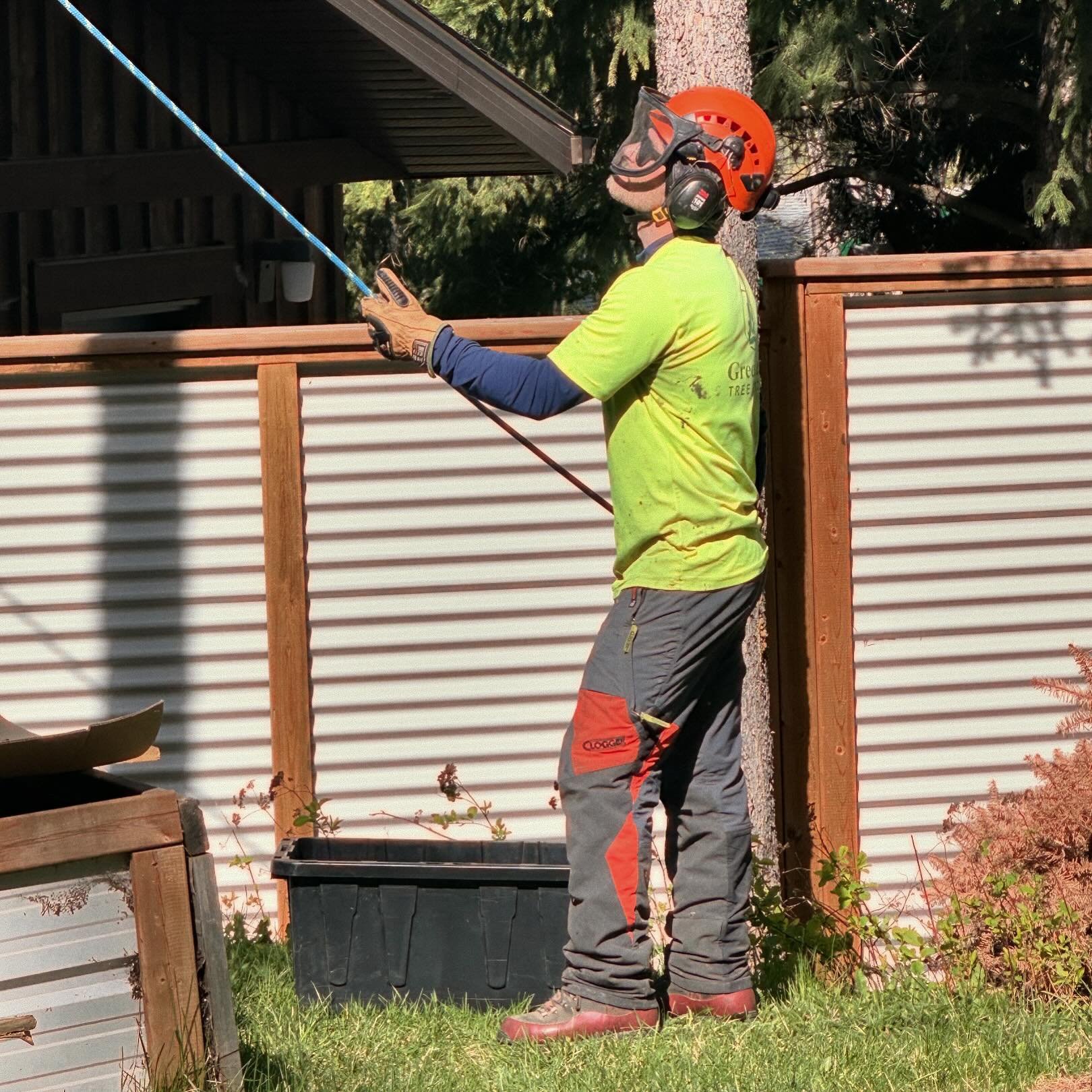 Certified Tree Risk Assessments — Green Leaf Tree Services Ltd