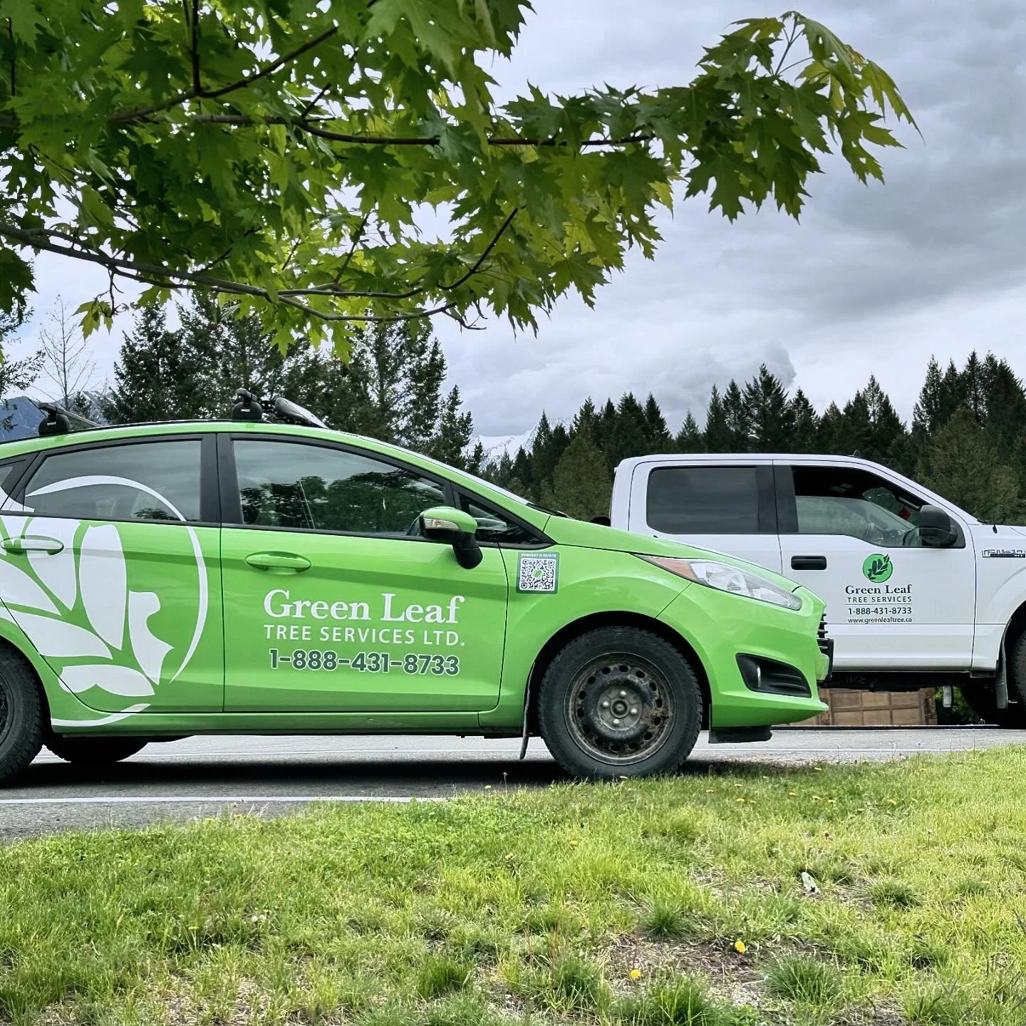 Green Leaf Tree Services Ltd — Tree Services and Tree Care in Golden ...