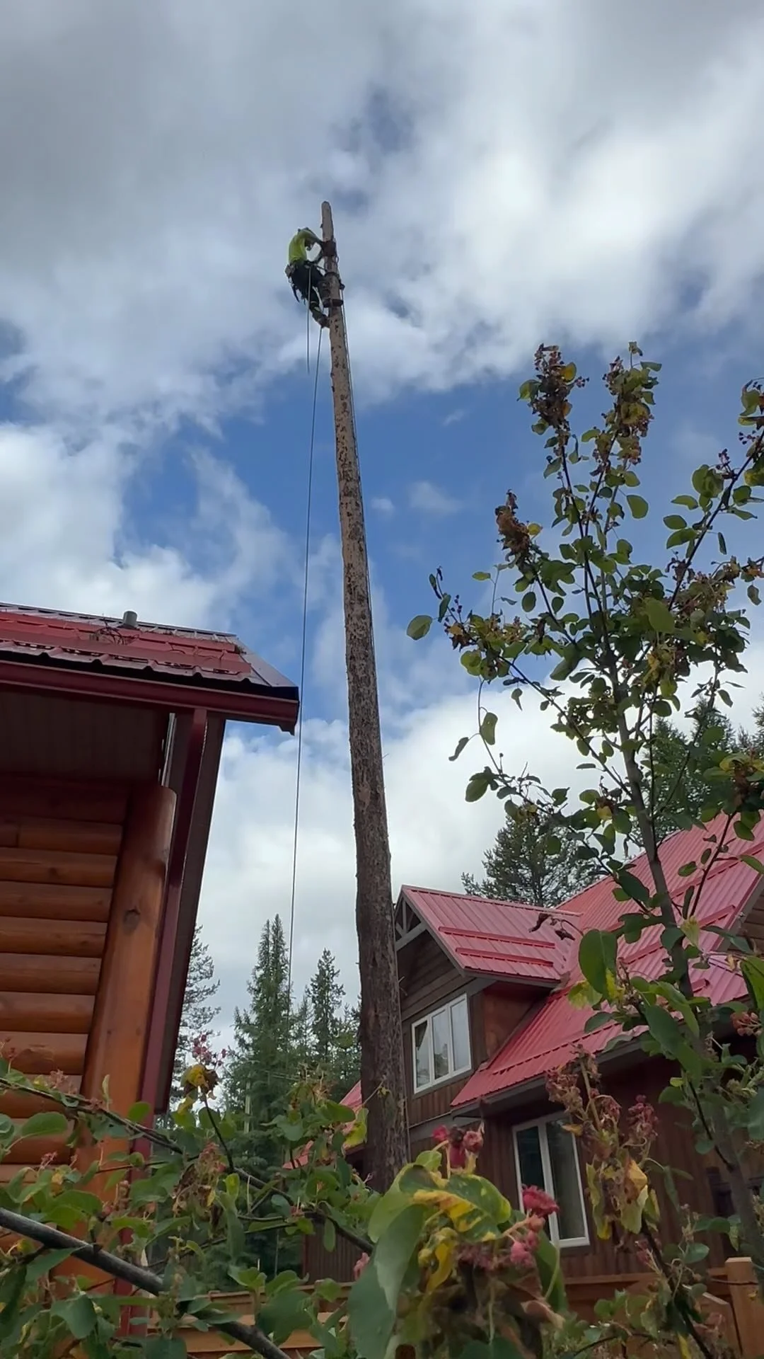 Certified Tree Risk Assessments — Green Leaf Tree Services Ltd