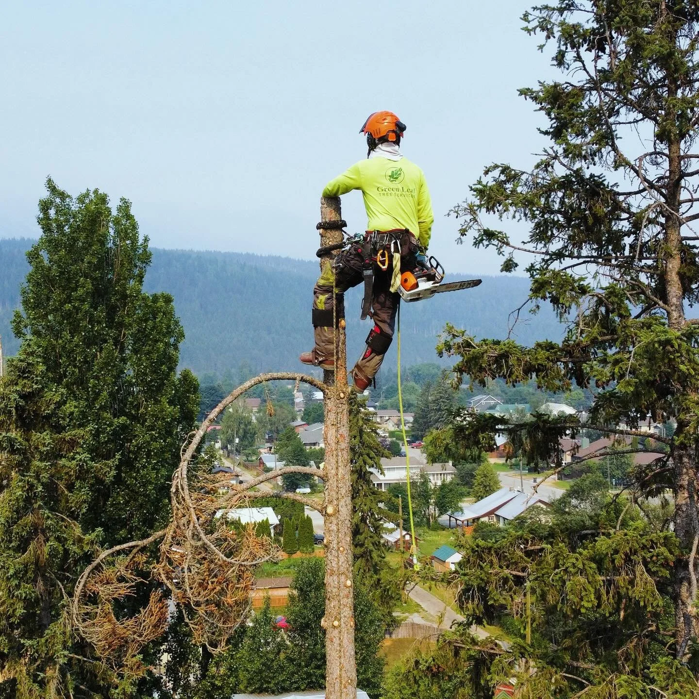 Green Leaf Tree Services Ltd — Tree Services and Tree Care in Golden ...