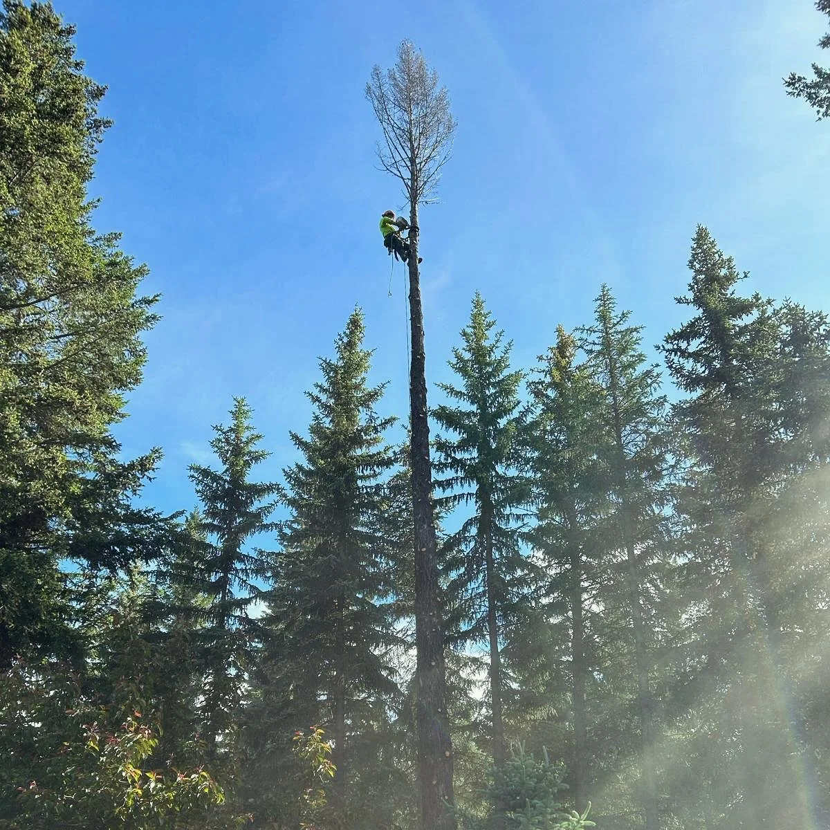 Green Leaf Tree Services Ltd — Tree Services and Tree Care in Golden ...