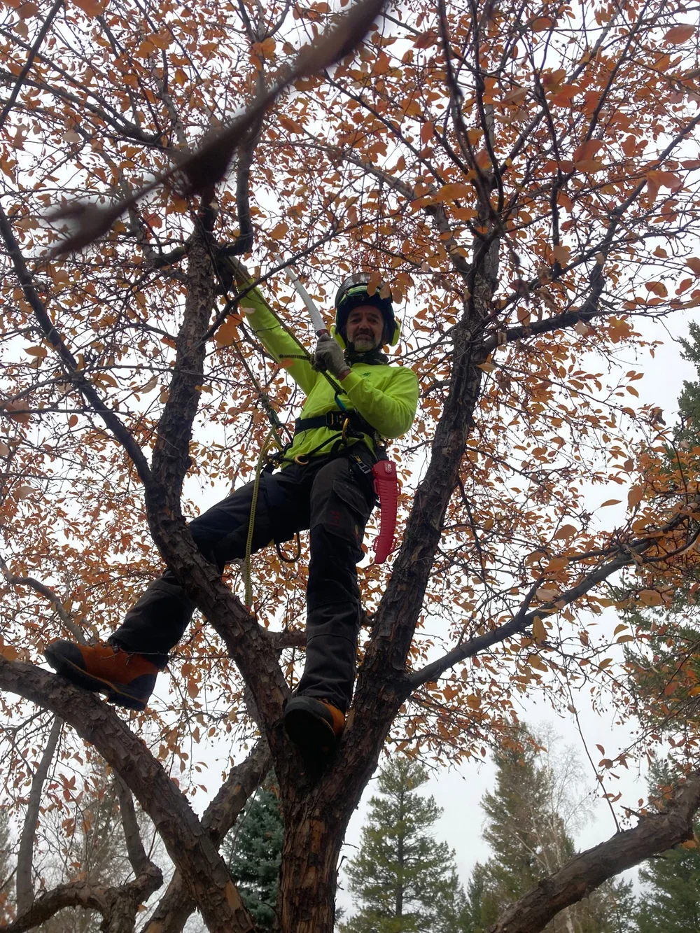 Professional Tree & Shrub Pruning Services in the Columbia Valley ...