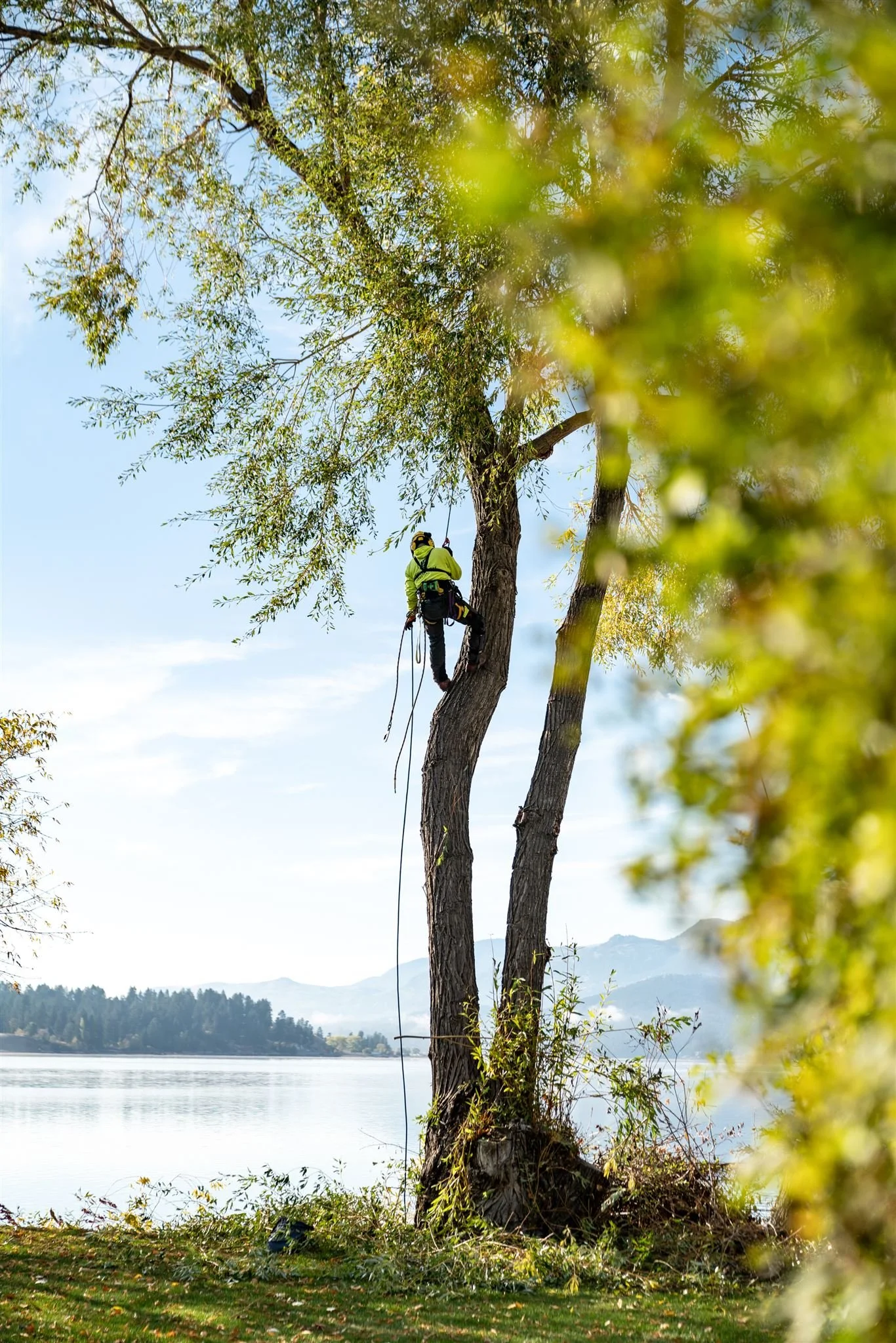 Green Leaf Tree Services Ltd — Tree Services and Tree Care in Golden ...
