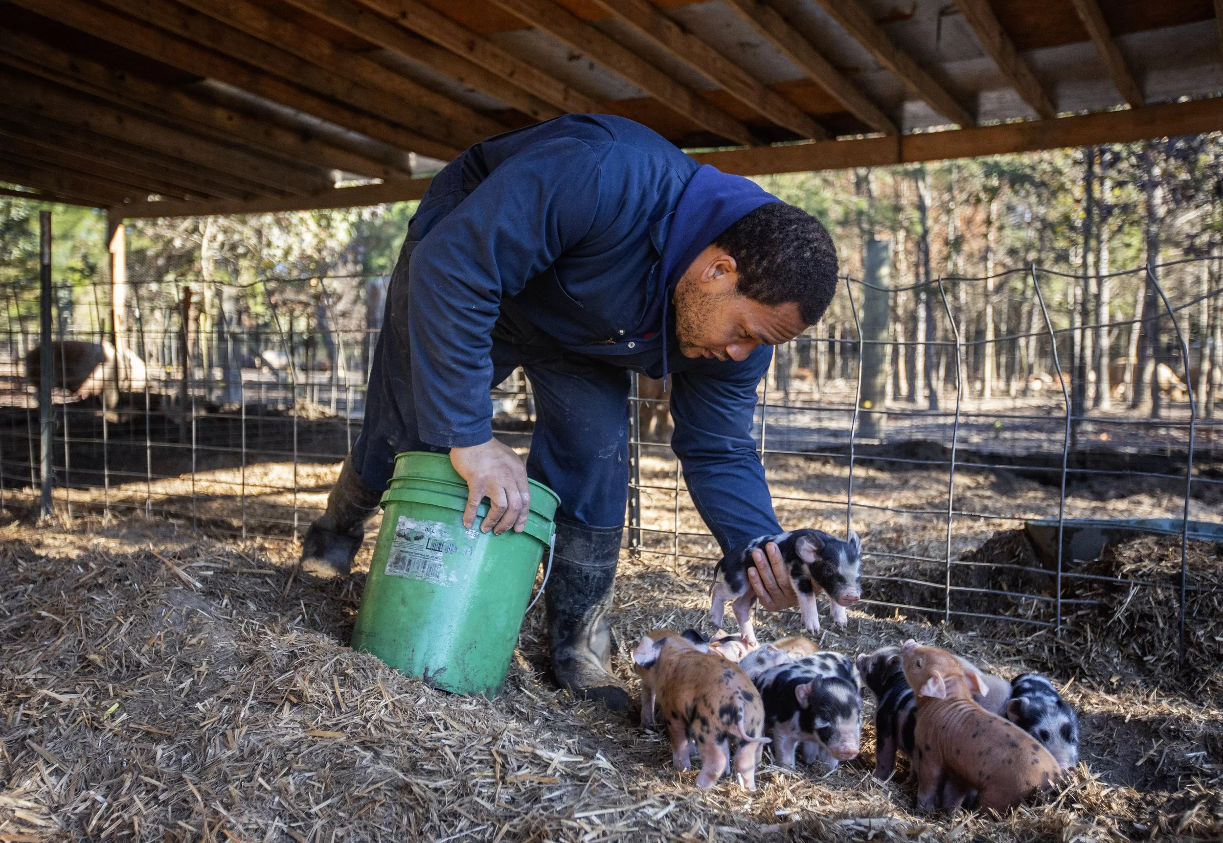 Grandfather's Pig — gavinmcintyrephoto
