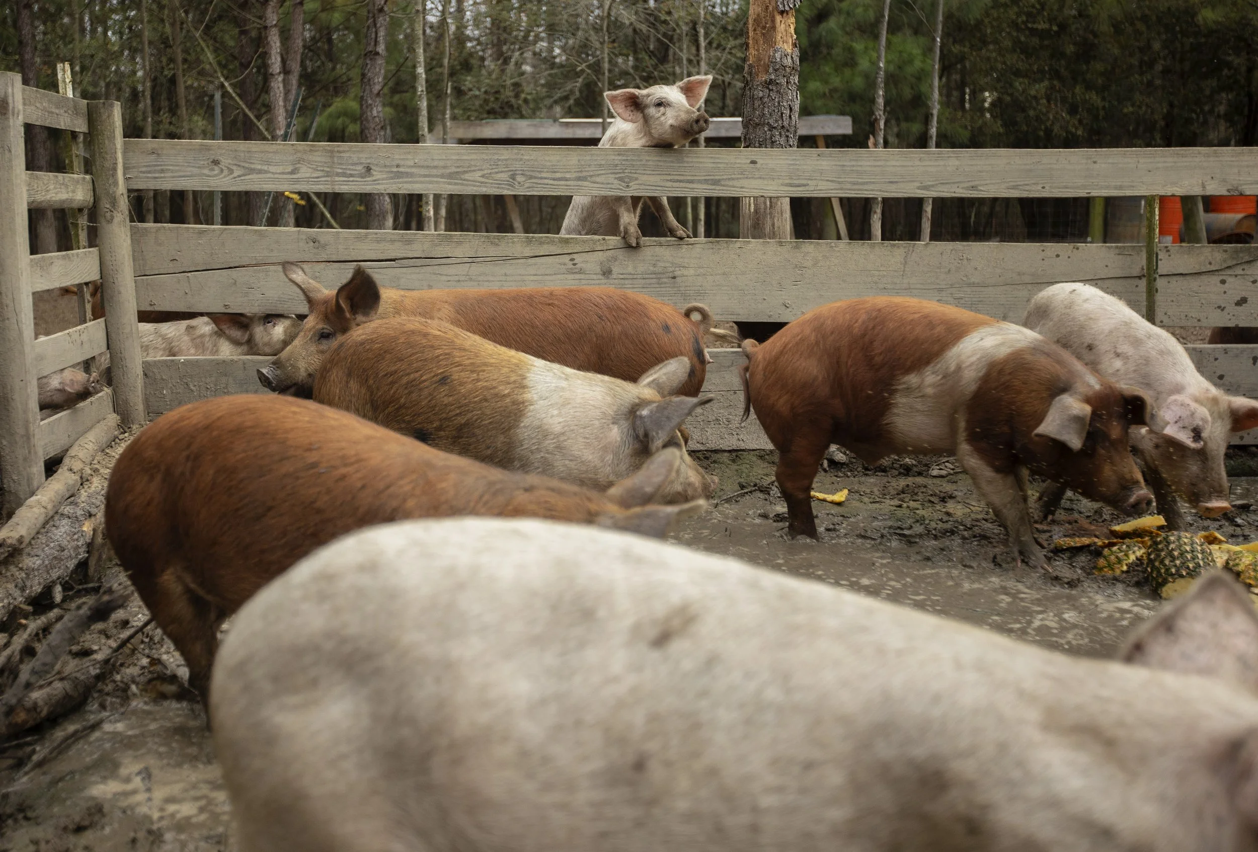 Grandfather's Pig — gavinmcintyrephoto