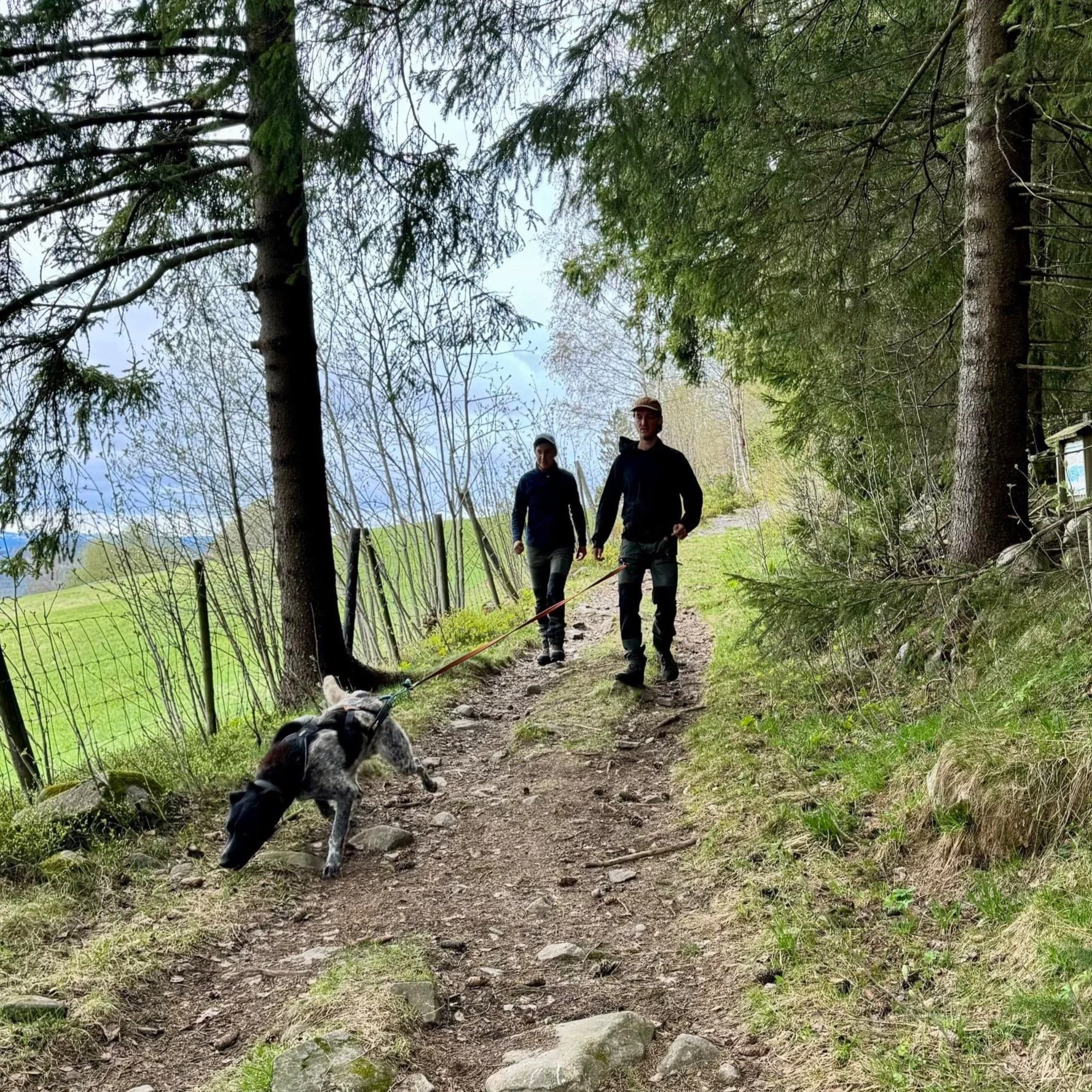 Husky hike — Sjusjøen Husky Tours
