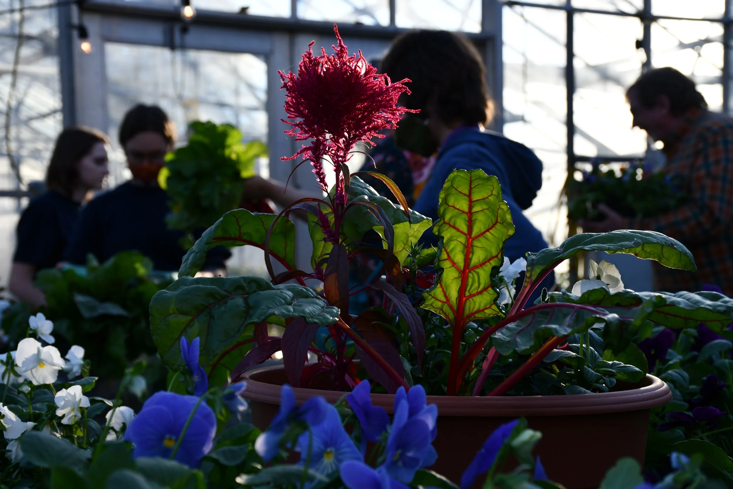 Fall Plant Fair — Horticulture Is Awesome!