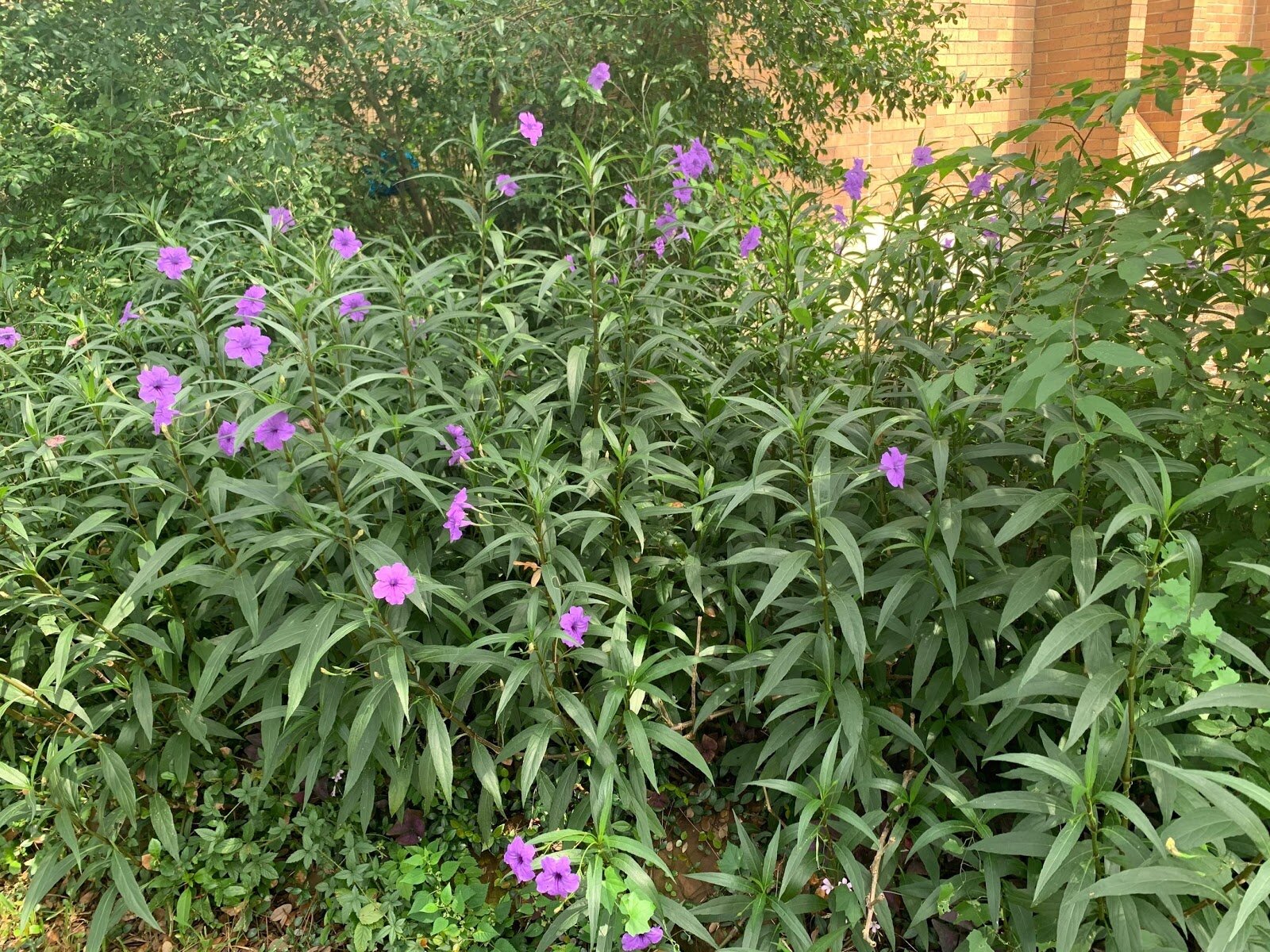 Ruellia simplex, Mexican Petunia — Horticulture Is Awesome!