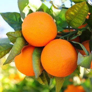 Citrus x sinensis, Sweet Orange — Horticulture Is Awesome!