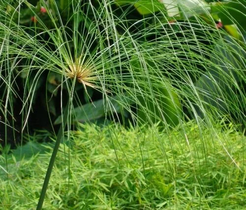 Cyperus papyrus, papyrus — Horticulture Is Awesome!