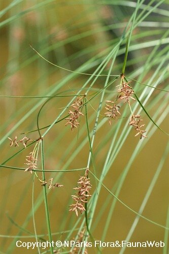 Cyperus papyrus, papyrus — Horticulture Is Awesome!