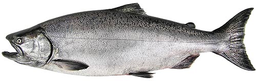 The five species — BC Salmon