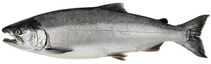 The five species — BC Salmon