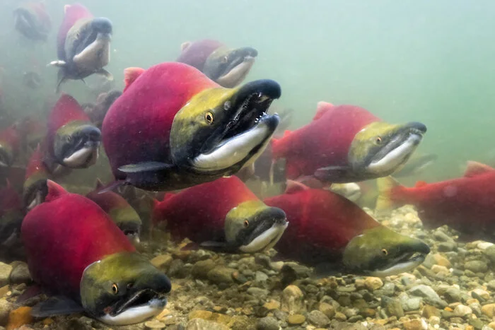 Biology & Lifecycle — BC Salmon