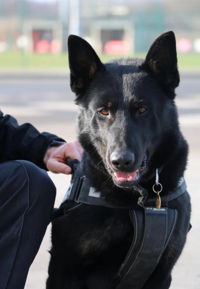 The Warren — Timberbuild DOG KENNELS