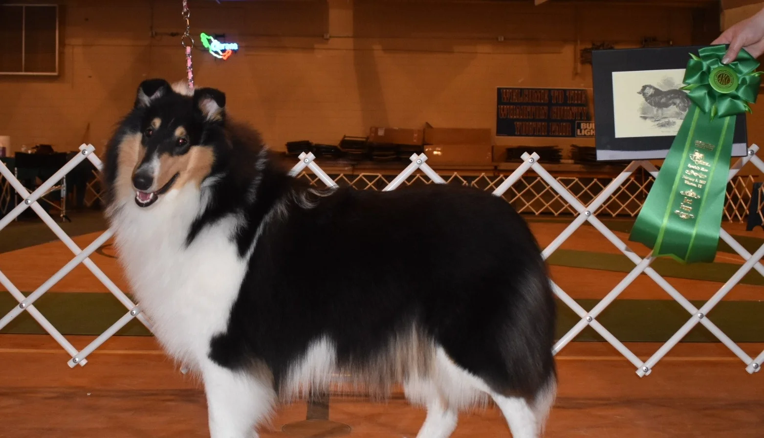 Duchess — Commander Collies