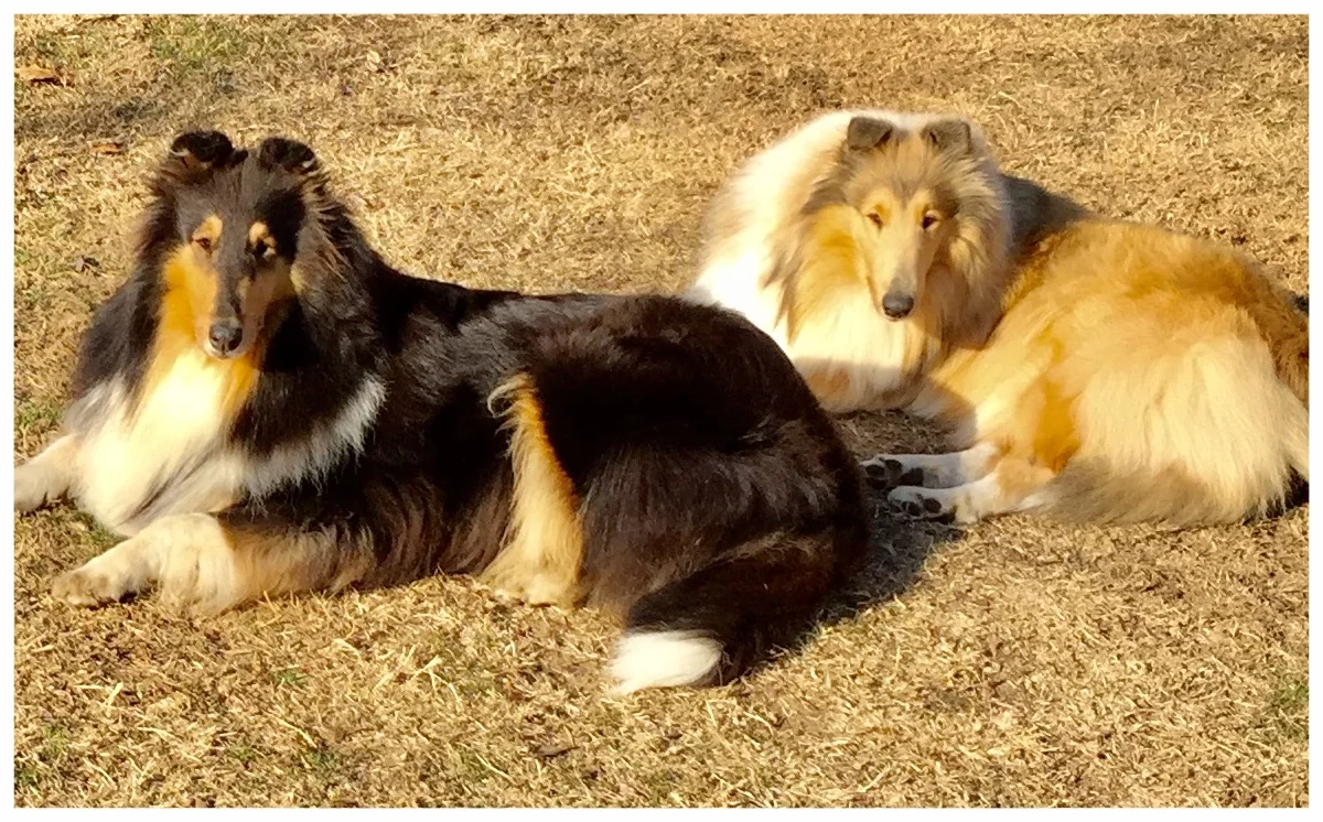 Duchess — Commander Collies