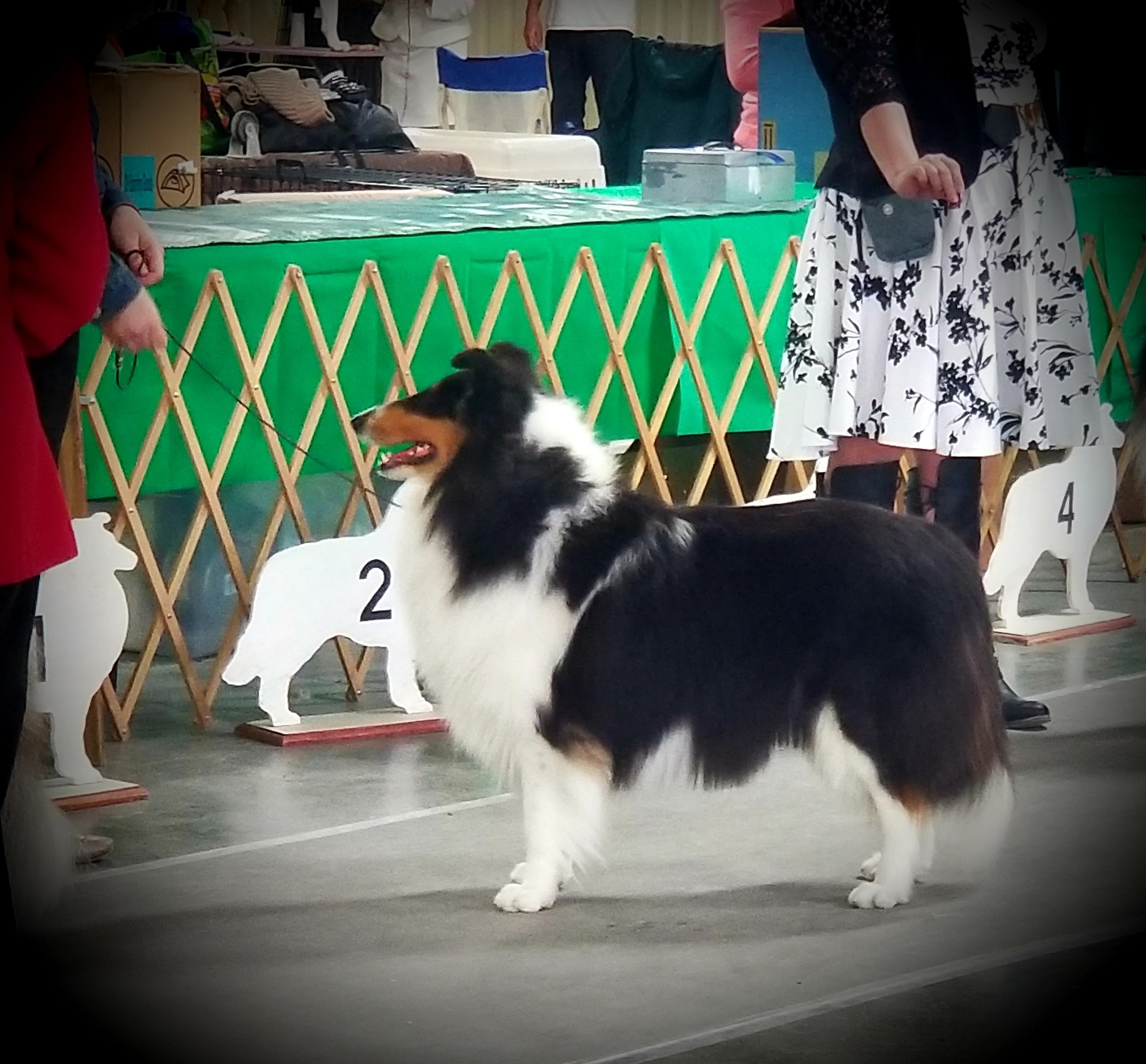 Duchess — Commander Collies